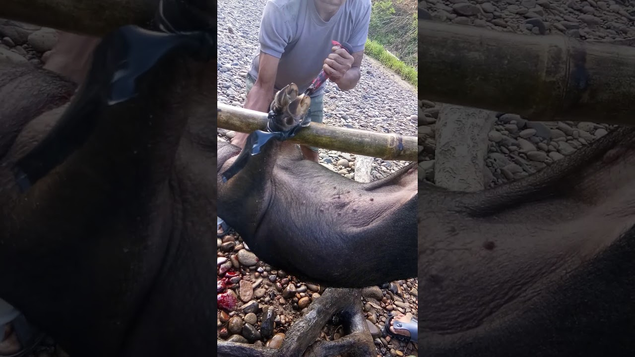 POTONG BABI (Babinya Besar) - YouTube