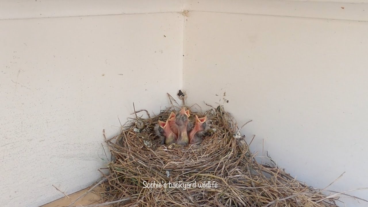 House Finch nest highlight Day 4 - YouTube