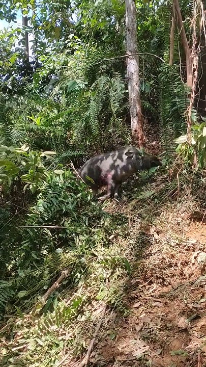 cek jerat poin 1 ekor babi hutan#kalimantan - YouTube