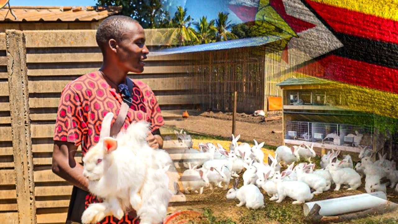 How to be a Successful Rabbit Farmer like this University Graduate ...