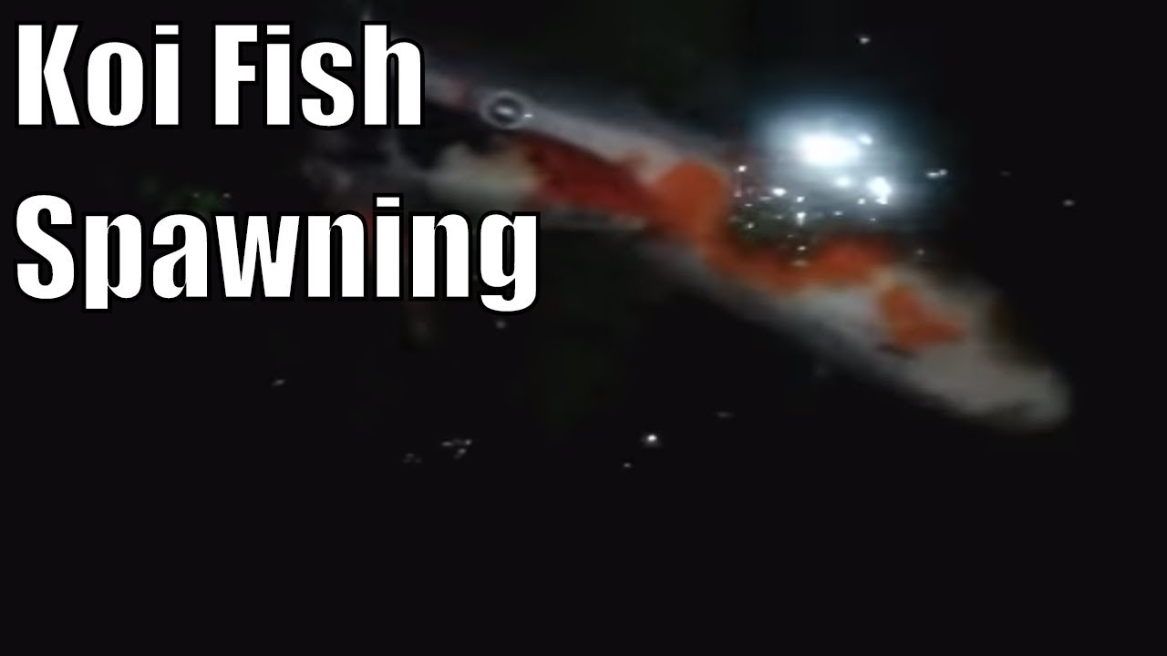 koi fish spawning in the pond naturally female kohaku and male sankes - YouTube