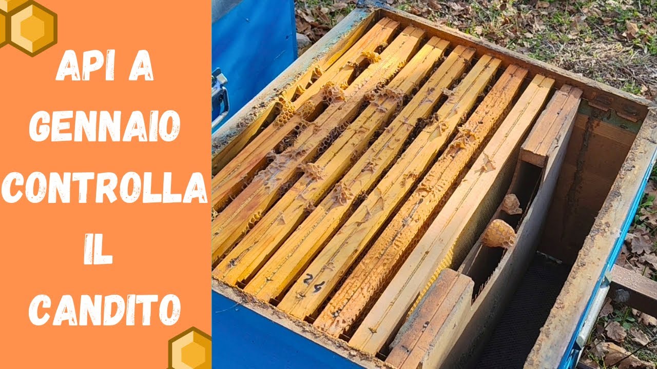 "Controllo Famiglie di Api a Gennaio: È il Candito Sufficiente?" - YouTube