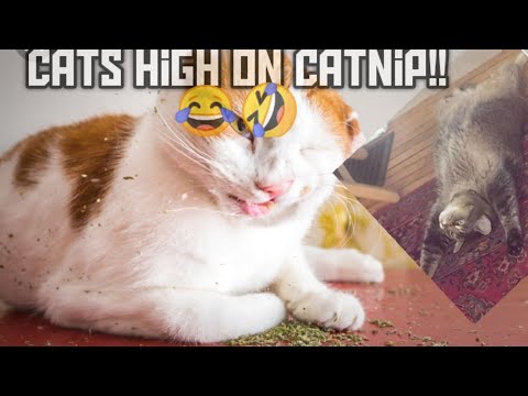 Funny Cats High On Catnip! Fat Bong Rips - YouTube