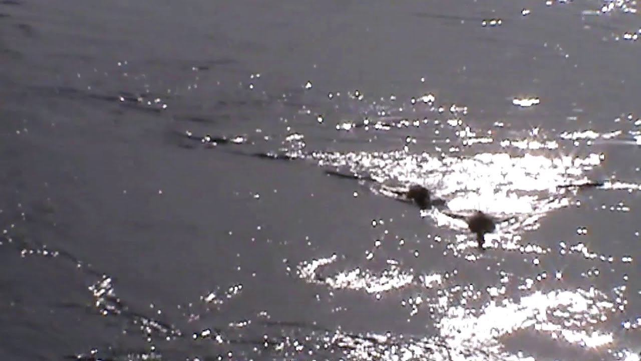 Lower Test Nature Reserve, near Totton, Southampton. - YouTube