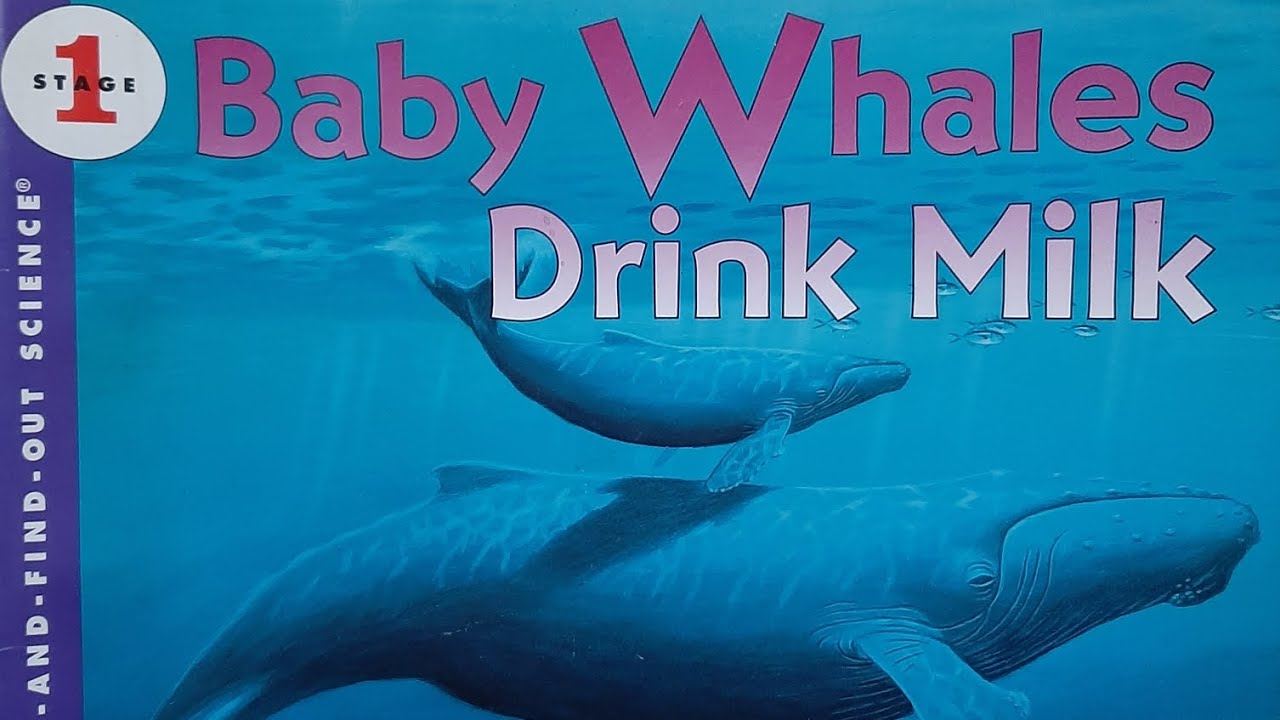 Baby Whales Drink Milk - YouTube