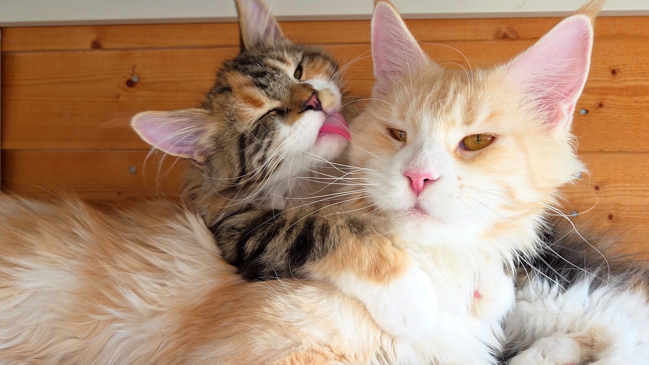 Mama Ada and Her Kittens - The Sweetest Moments! - YouTube