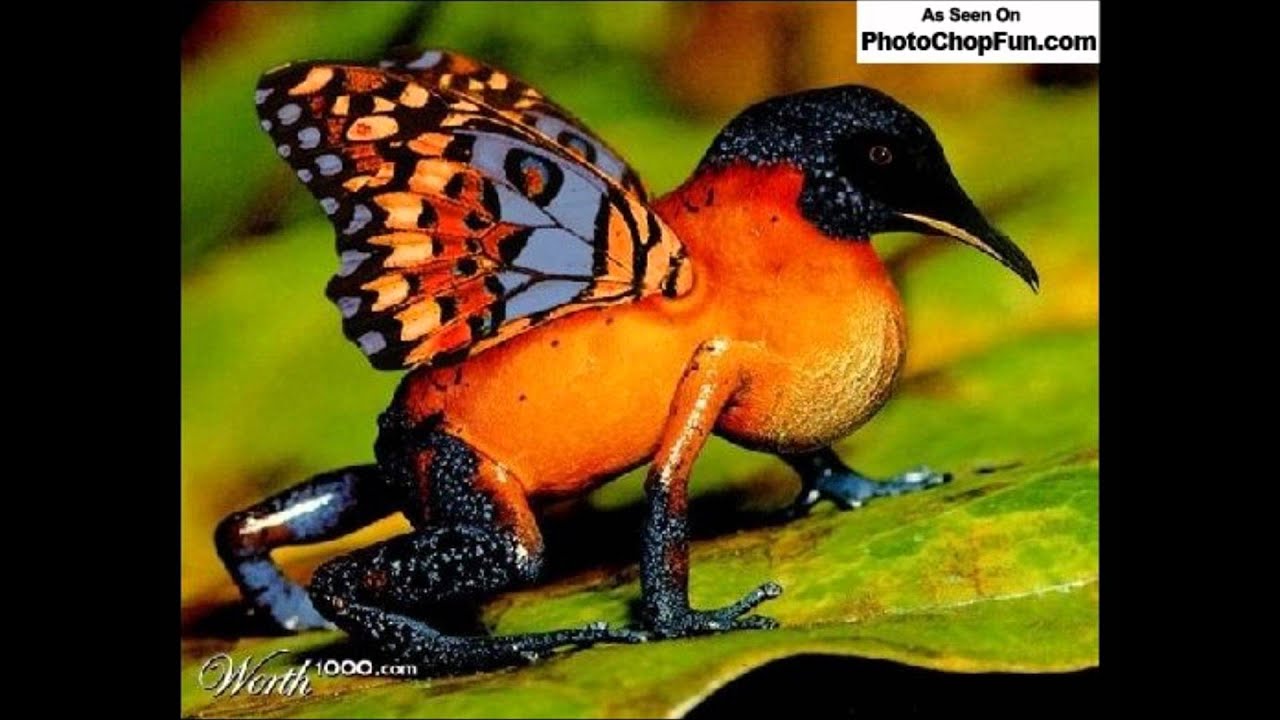 photoshop animal edited pictures - YouTube
