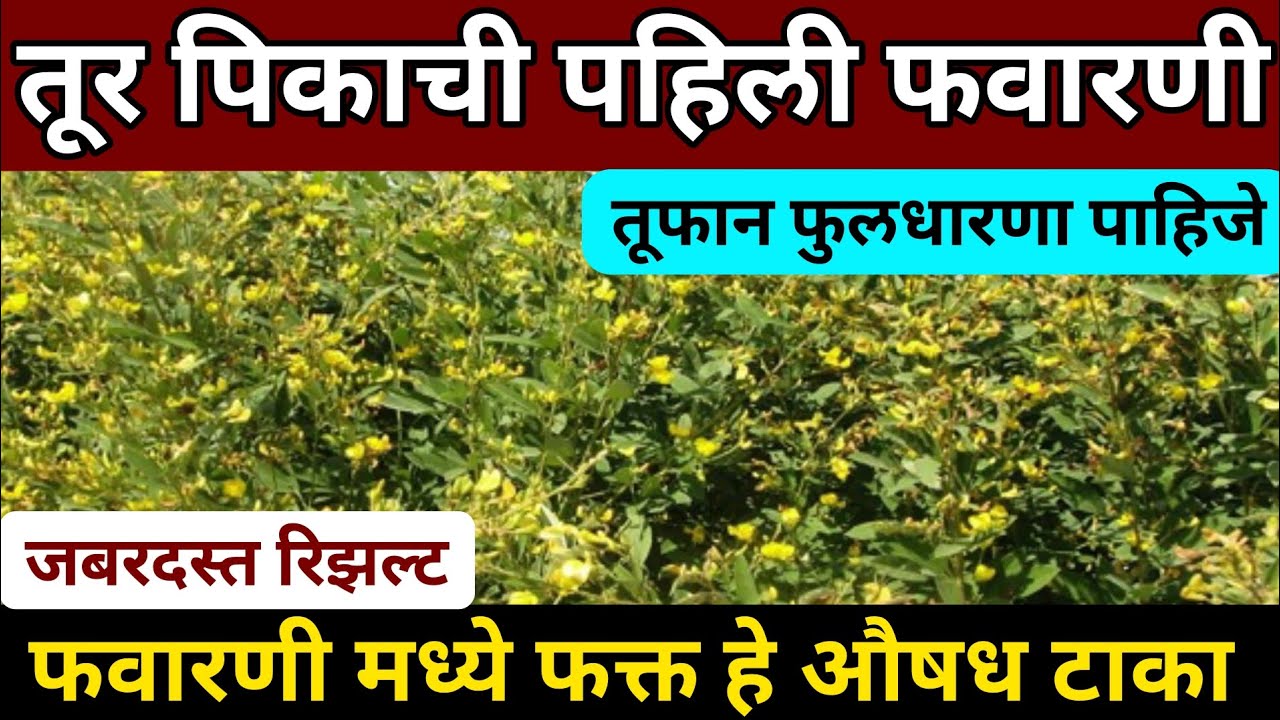 तुरीला तूफान फुलधारणा पाहिजे मग फवारणी मध्ये हे औषध टाका | तूर पहिली ...