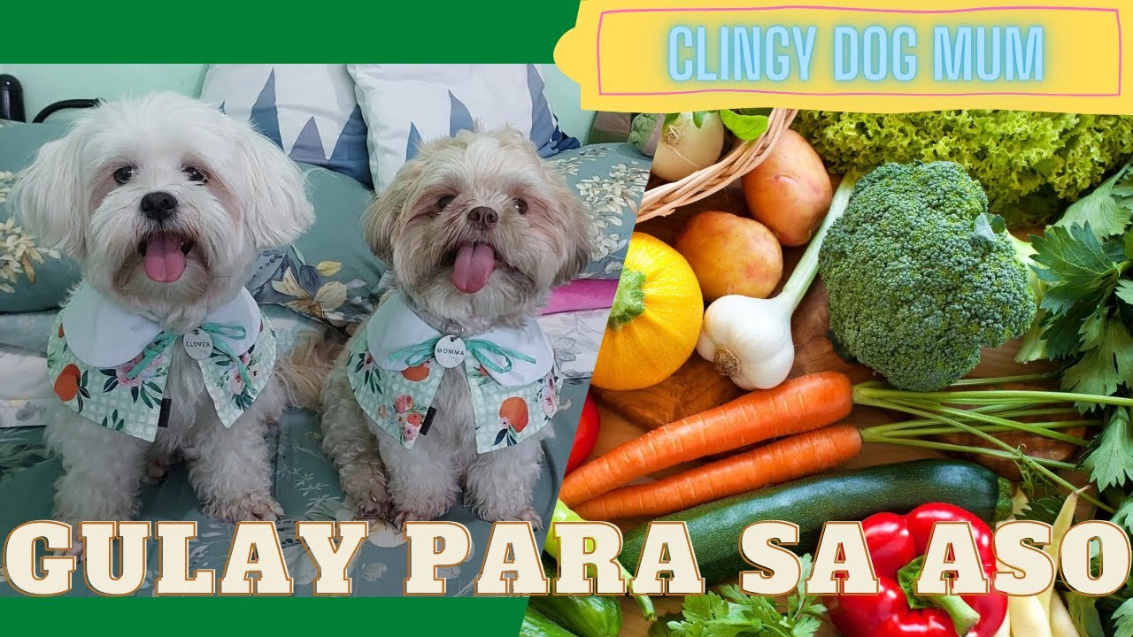 5 GULAY NA PWEDE SA MGA ASO - YouTube