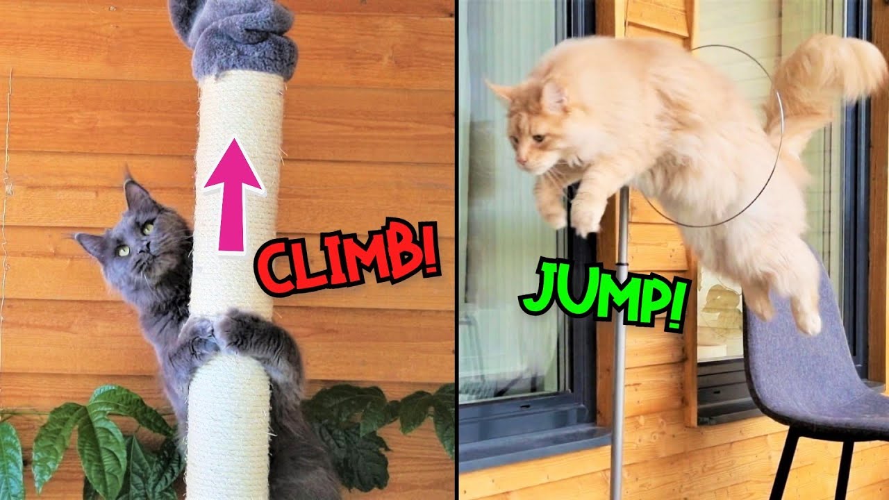 Ultimate Obstacle Course for Maine Coon Cats! - YouTube