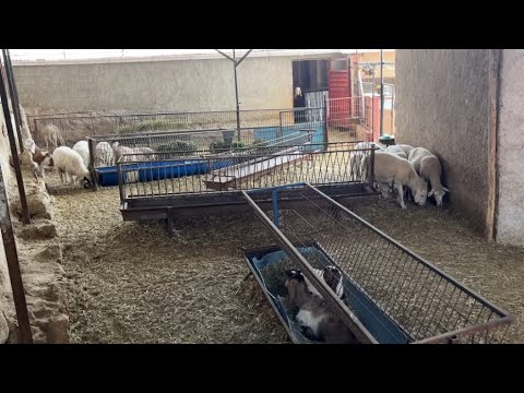 Çiftlik İşleri: Kuzularla Güne Başladık | Koyun Vlog ( Sheep koyun kuzu videos )