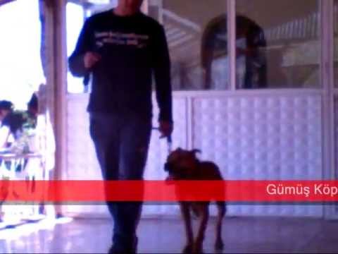 Pitbull Eğitimi / Pitbull Training / Dog Training / Köpek Eğitimi
