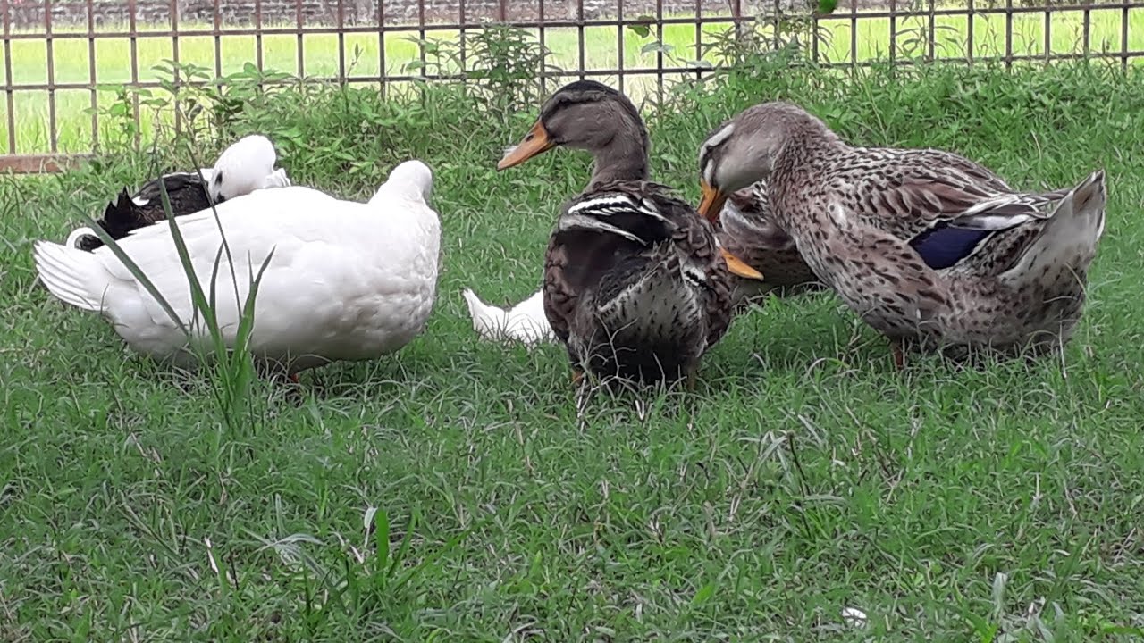 how t6 roaming your baby duck into your front yard. they may be hungry ...