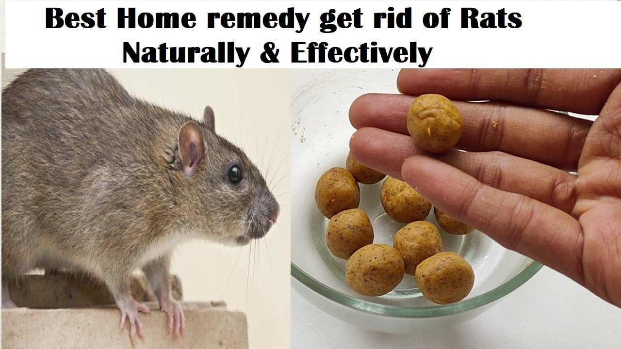 Best Effective Home Remedy to get rid of Rats Naturally | How to get ...