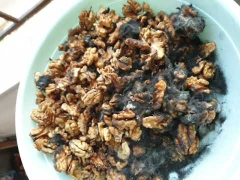 Qozların (cevizin) hazin sonu #shorts