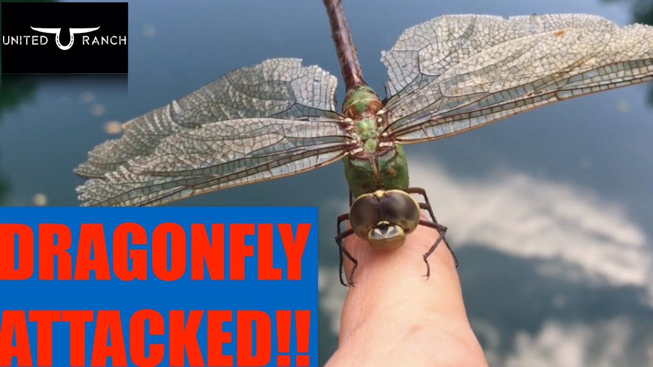 DRAGONFLY ATTACKED!! (Part 1 of 3) : Fish Attack - YouTube