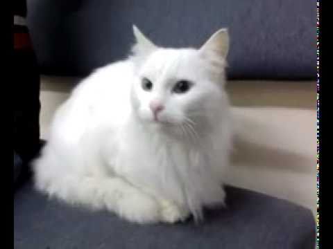 World Famous Kurdish Cat from Van - Ünlü Kürt Van Kedisi - Die Berühmte ...