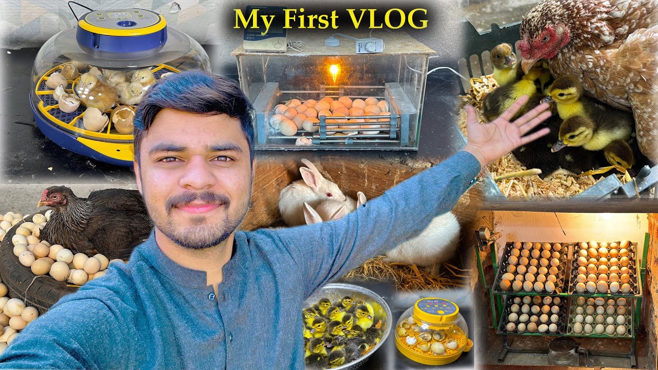 My First PETS VLOG - SETUP TOUR - YouTube