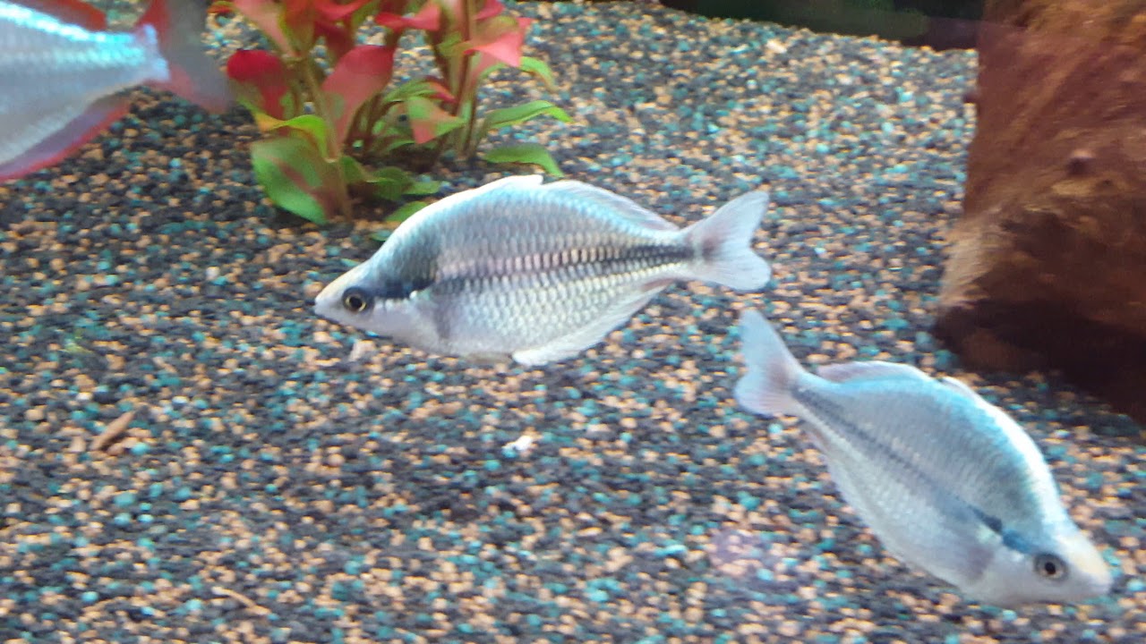 Kamaka Rainbowfish (Had 2 months) - YouTube