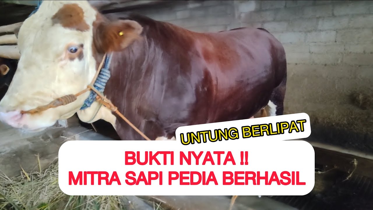 MITRA SAPI PEDIA BERHASIL UNTUNG BERLIPAT ‼️SAPI PEDIA WONOGIRI GROSIR ...
