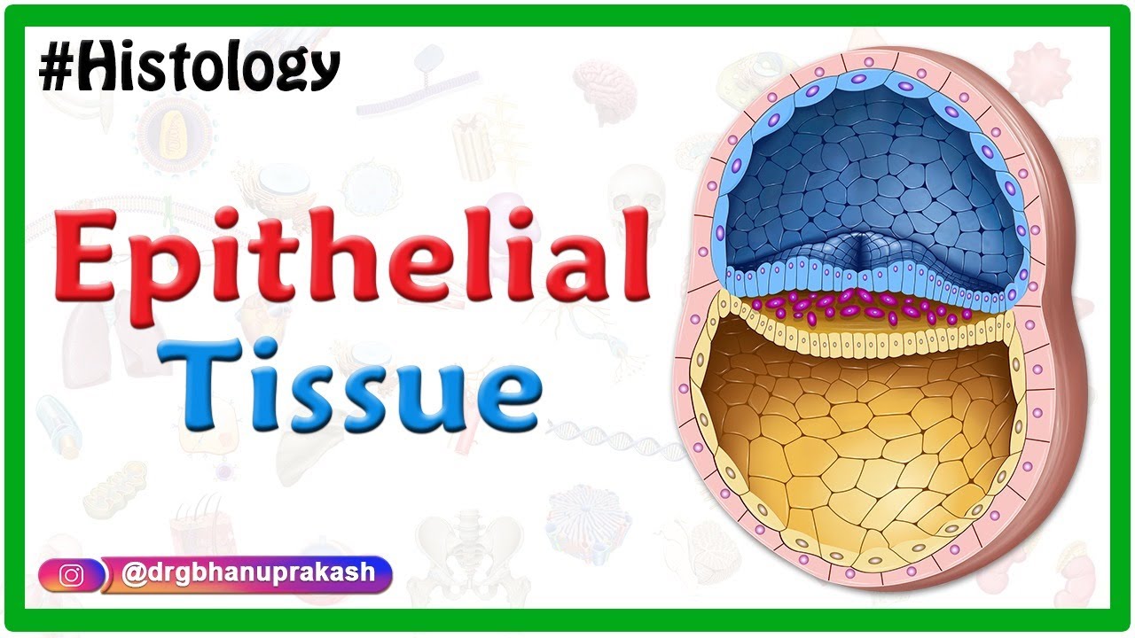 Epithelial tissue : Squamous, cuboidal, columnar, Simple, stratified ...