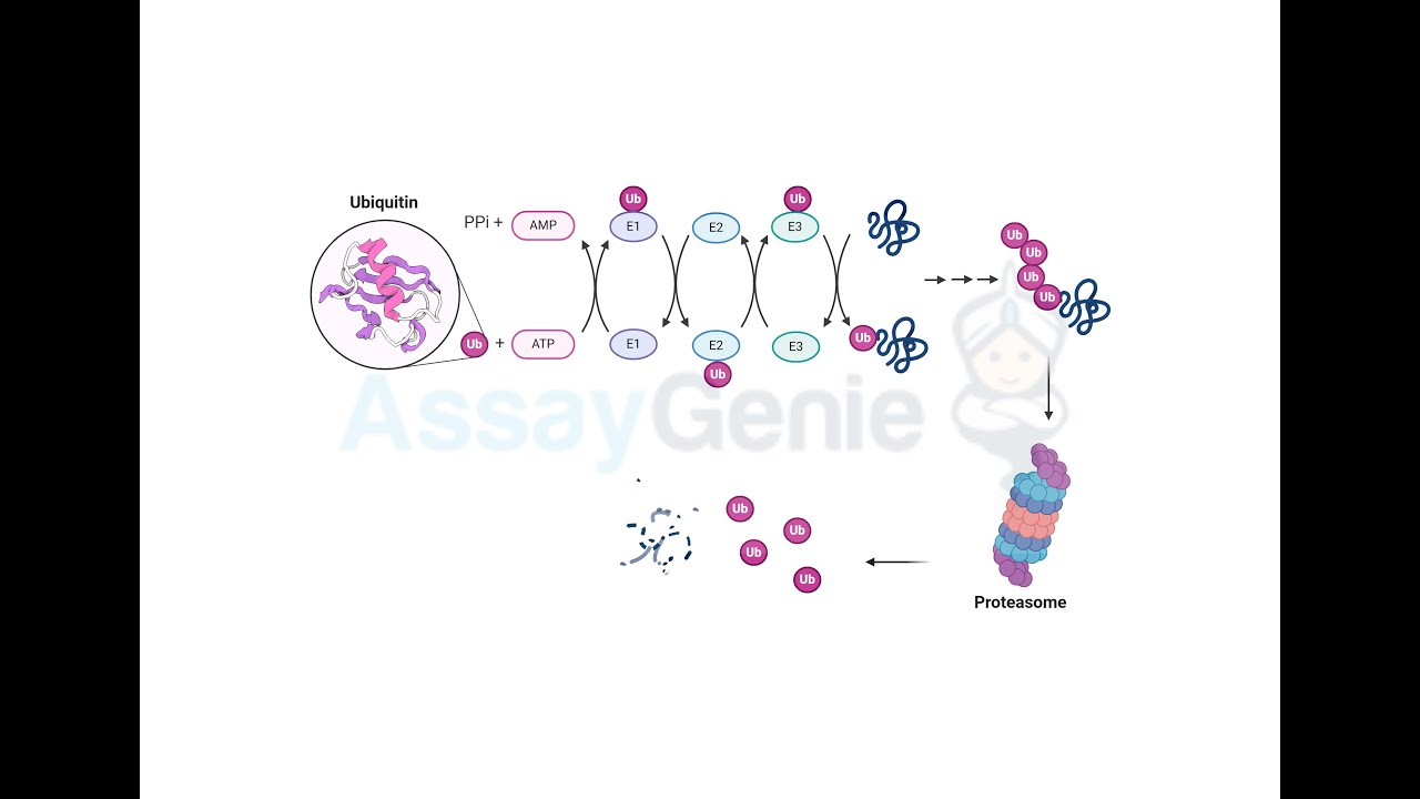 Ubiquitin and Its Role in Cellular Regulation, A Comprehensive Overview of Modifiers and ...