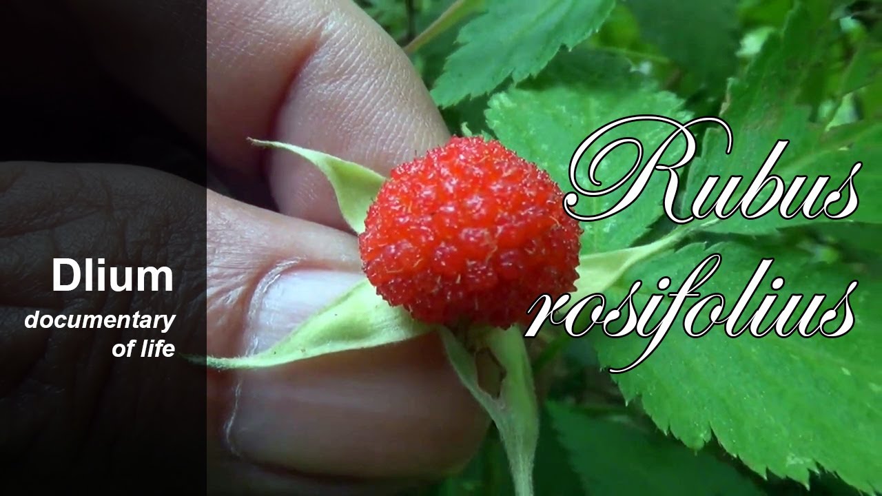 Roseleaf bramble (Rubus rosifolius) - part 1 - YouTube