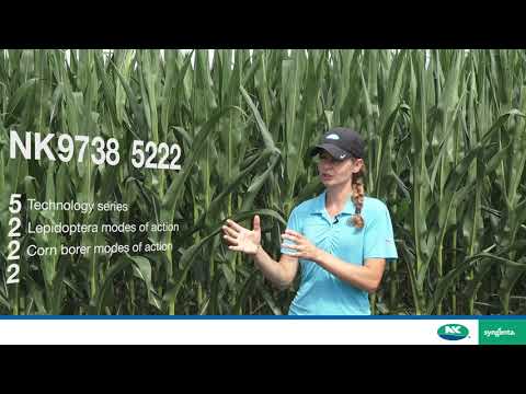 How we name our NK corn hybrids - YouTube