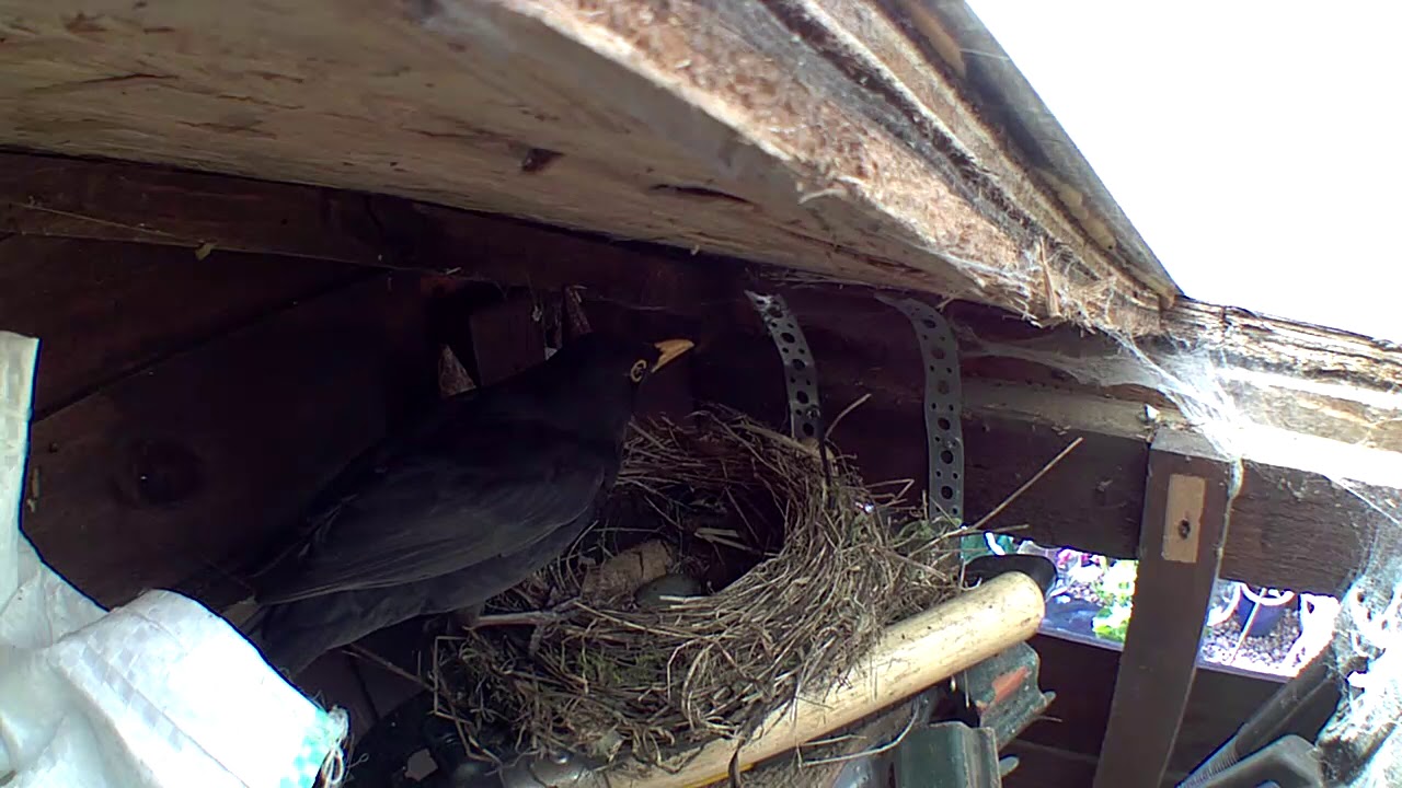 Blackbirds nesting 2 - YouTube
