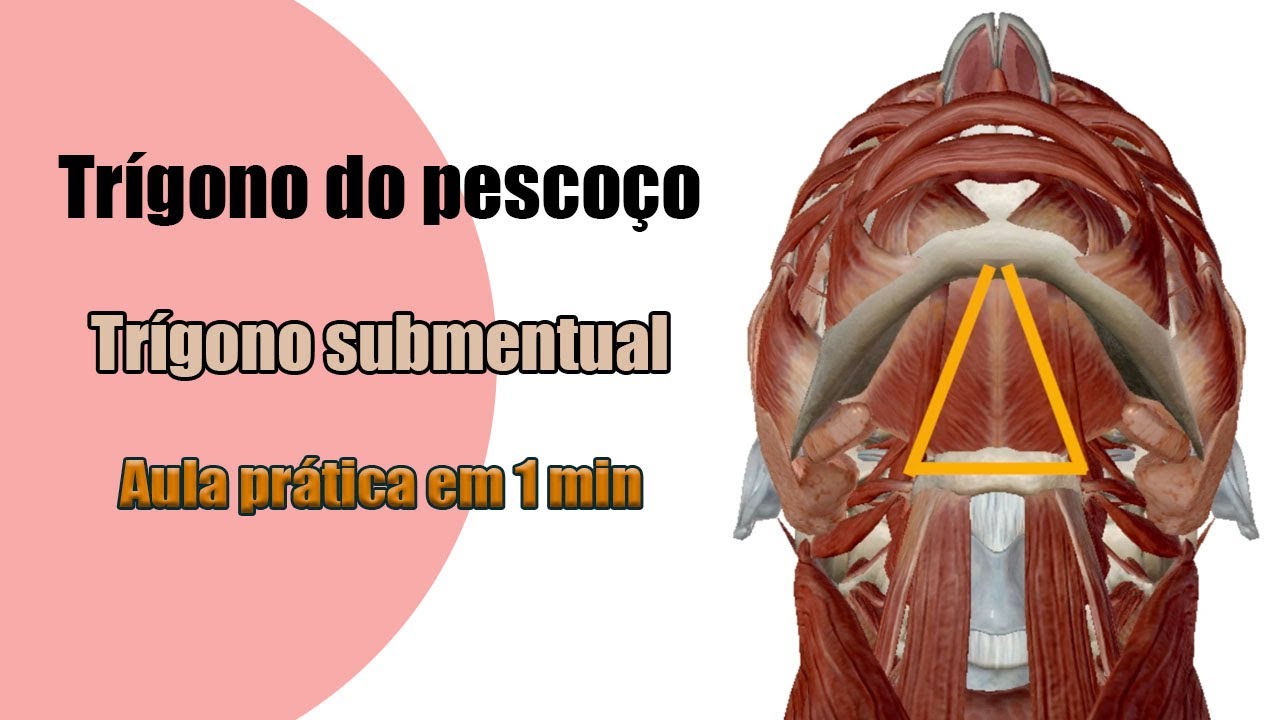 Trígono submentual (Delimitações e conteúdo) - Anatomia Humana ...