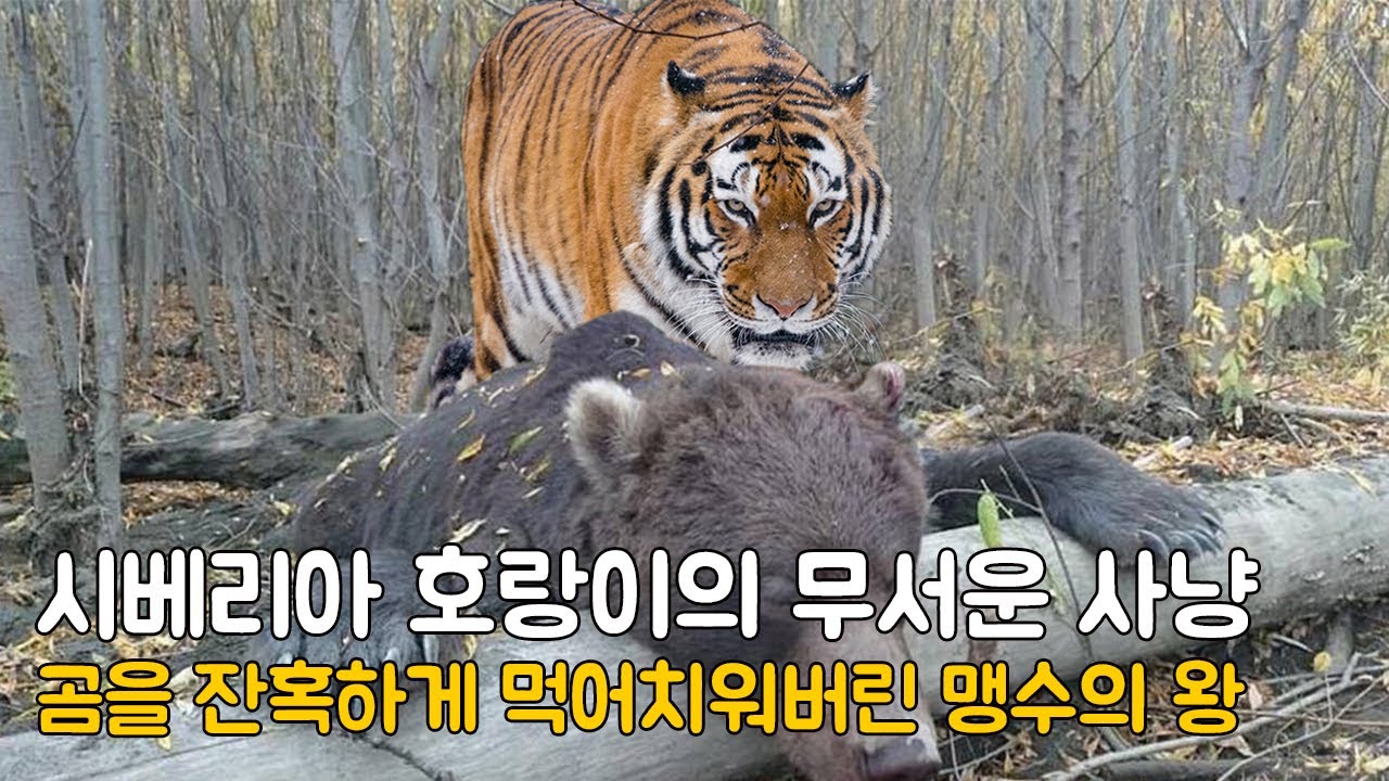 시베리아 호랑이 Vs 곰 싸움 대결 백두산 인근에서 벌어진 실제상황 곰의 복부와 목까지 모두 먹어치운 엄청난 전투의 흔적