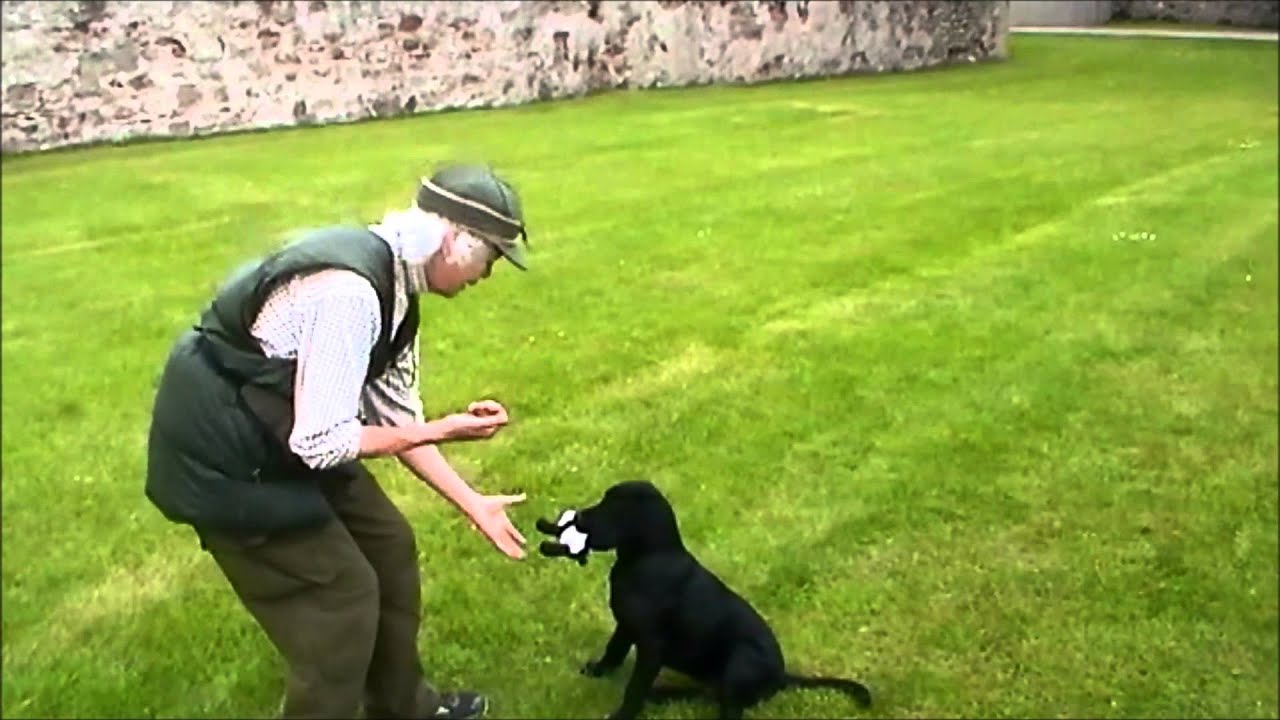 Delivery to hand with clicker training - YouTube