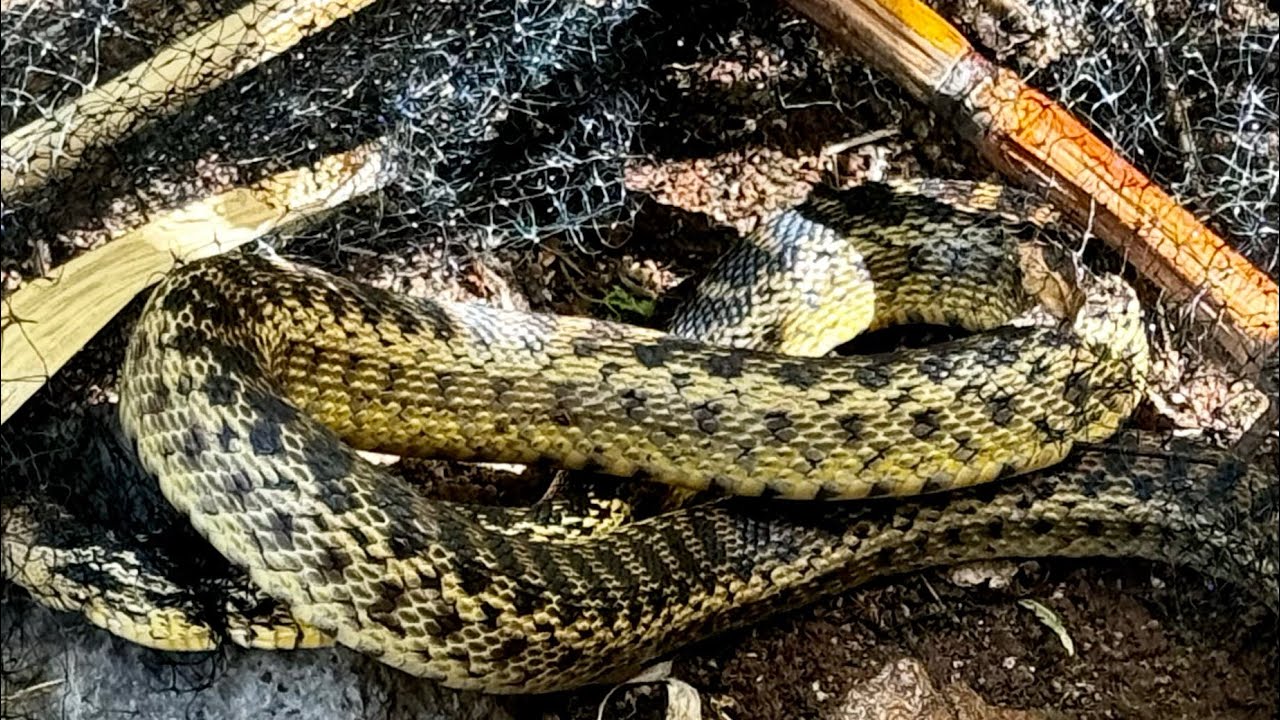 Large snake in a life or death situation ☠️ - YouTube