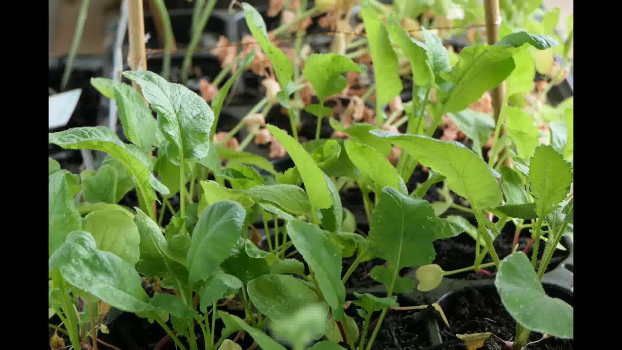 Time-lapse Video of plants growing, Day 40 - YouTube