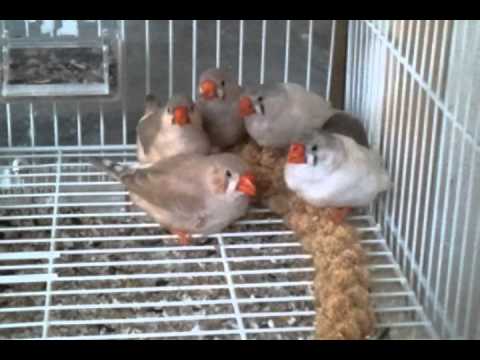 CRIAS DE DIAMANTE MANDARIN - YouTube