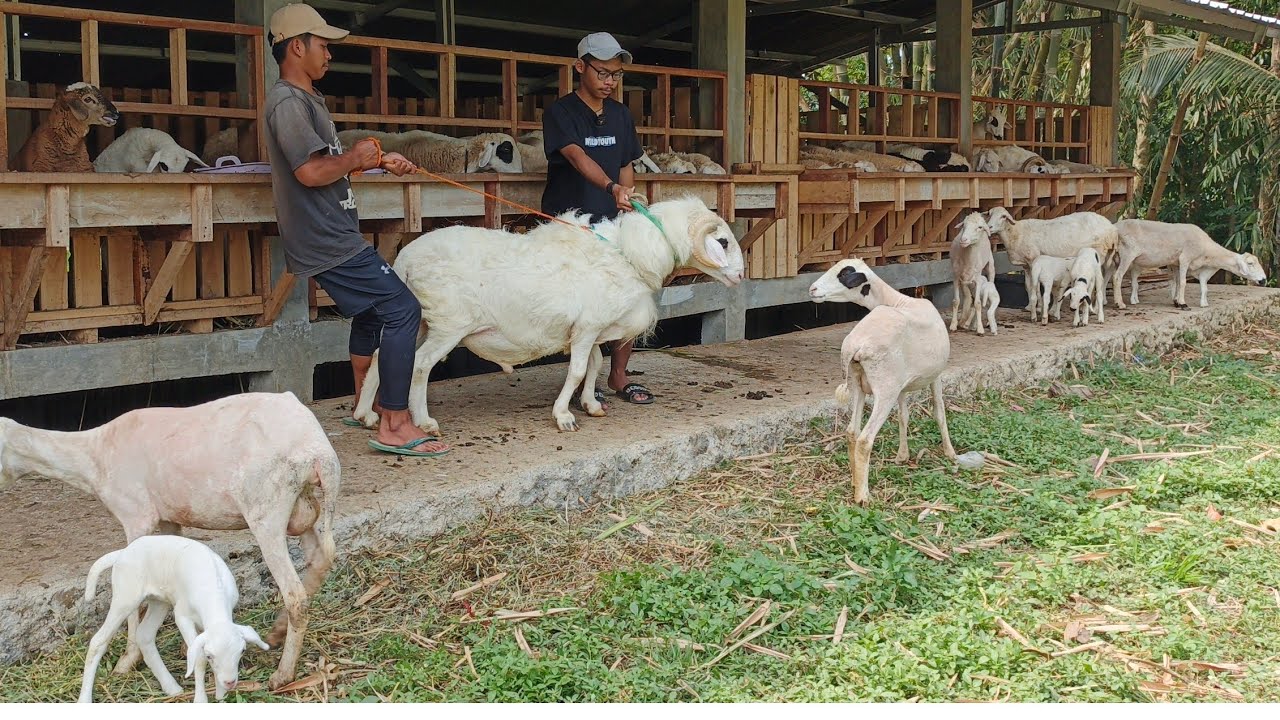 OVER KAPASITAS..!! AL 1KHLAS FARM CUC1 KAND4NG DOMBA LOKAL SUPER - YouTube