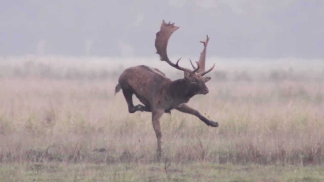Fallow deer hunting | Fantastic shot in slow motion - Ultimate Hunting ...
