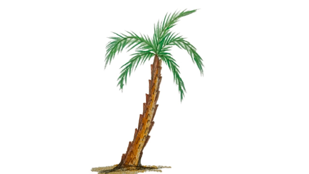 How to draw date palm tree || How to draw a date palm step by step ...