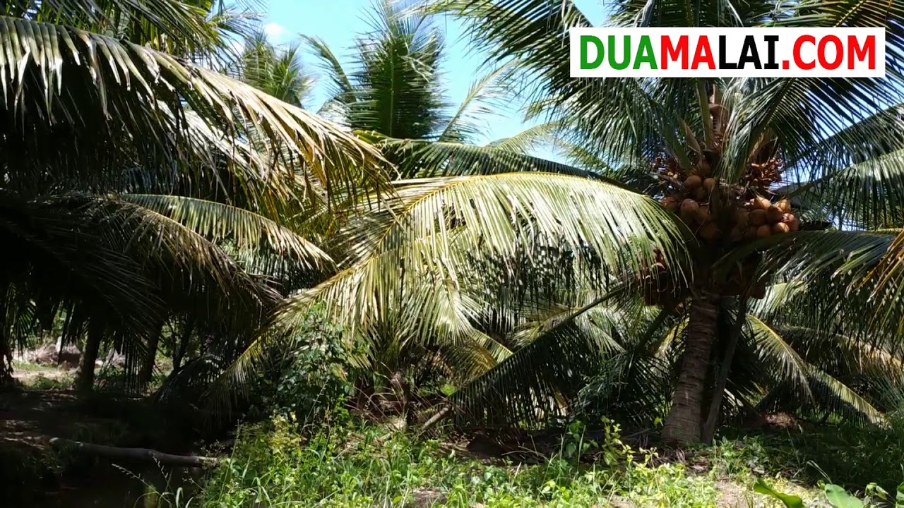 Siamese coconut garden in Mekong delta in Vietnam - YouTube