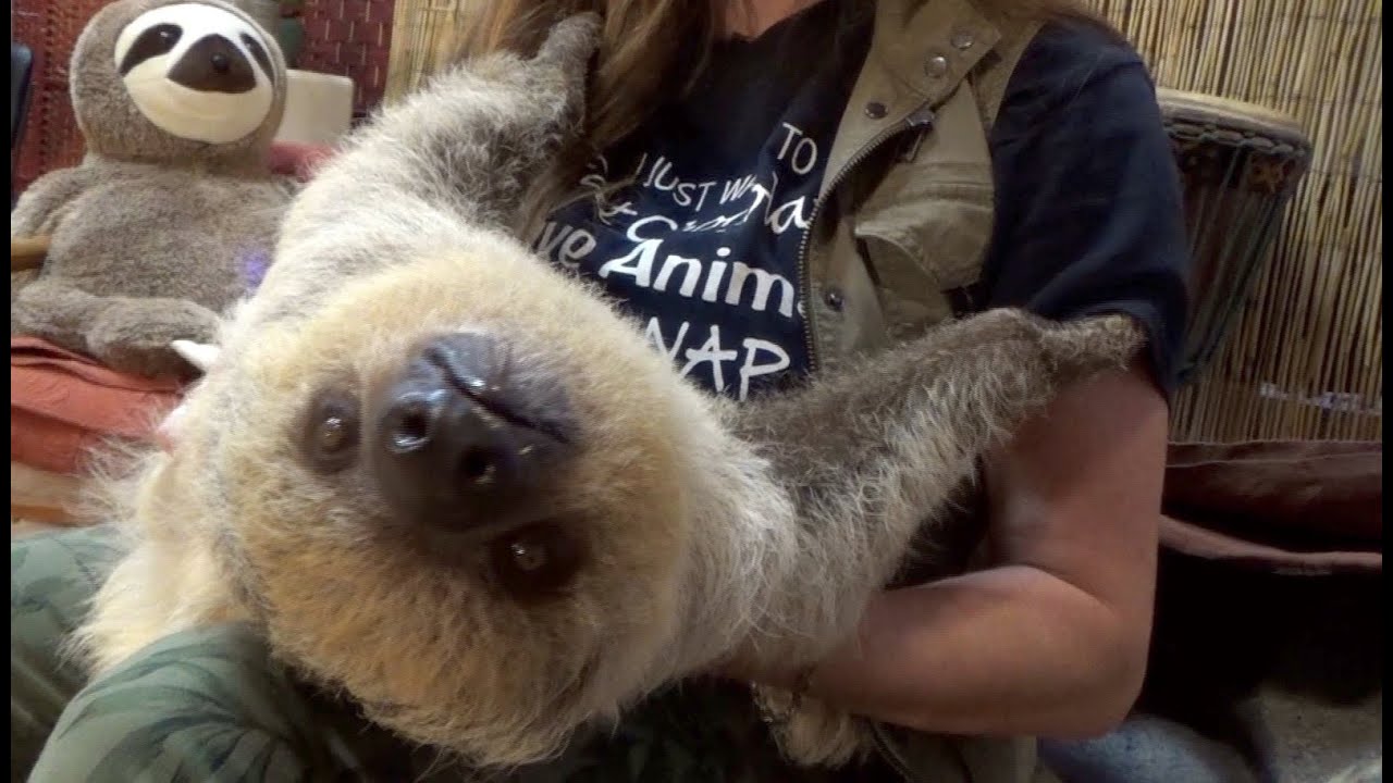 Episode #4, Season Two: "The Story of Sloths" - YouTube