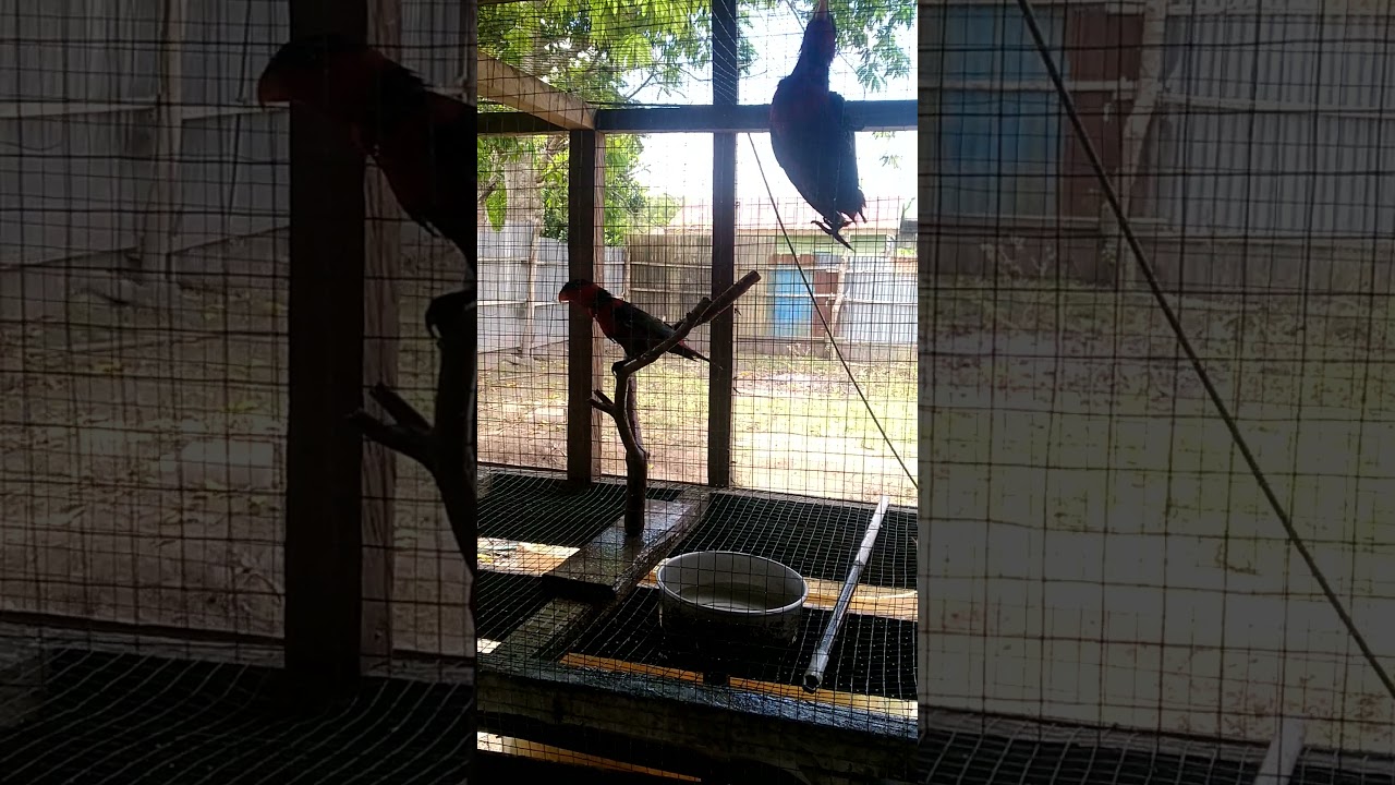 BURUNG URIP MANDI #storywa #tiktok #lucu #youtubeshorts #youtube - YouTube