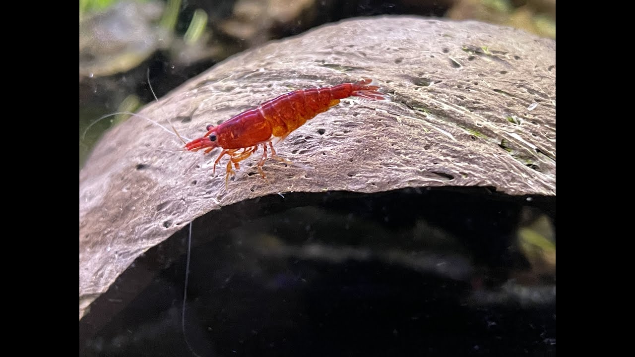 Shrimplets eating | aquarium shrimp | red cherry shrimp - YouTube