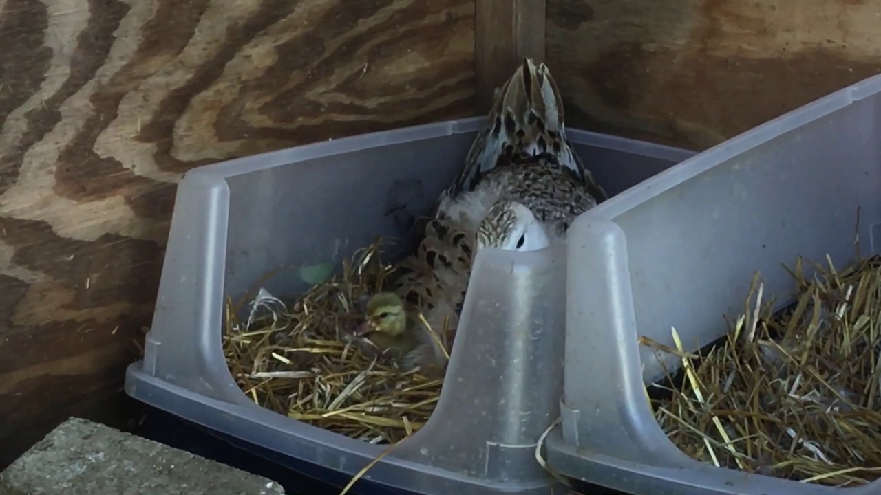 Broody Duck with Newly Hatched Duckling, Part 2 - YouTube