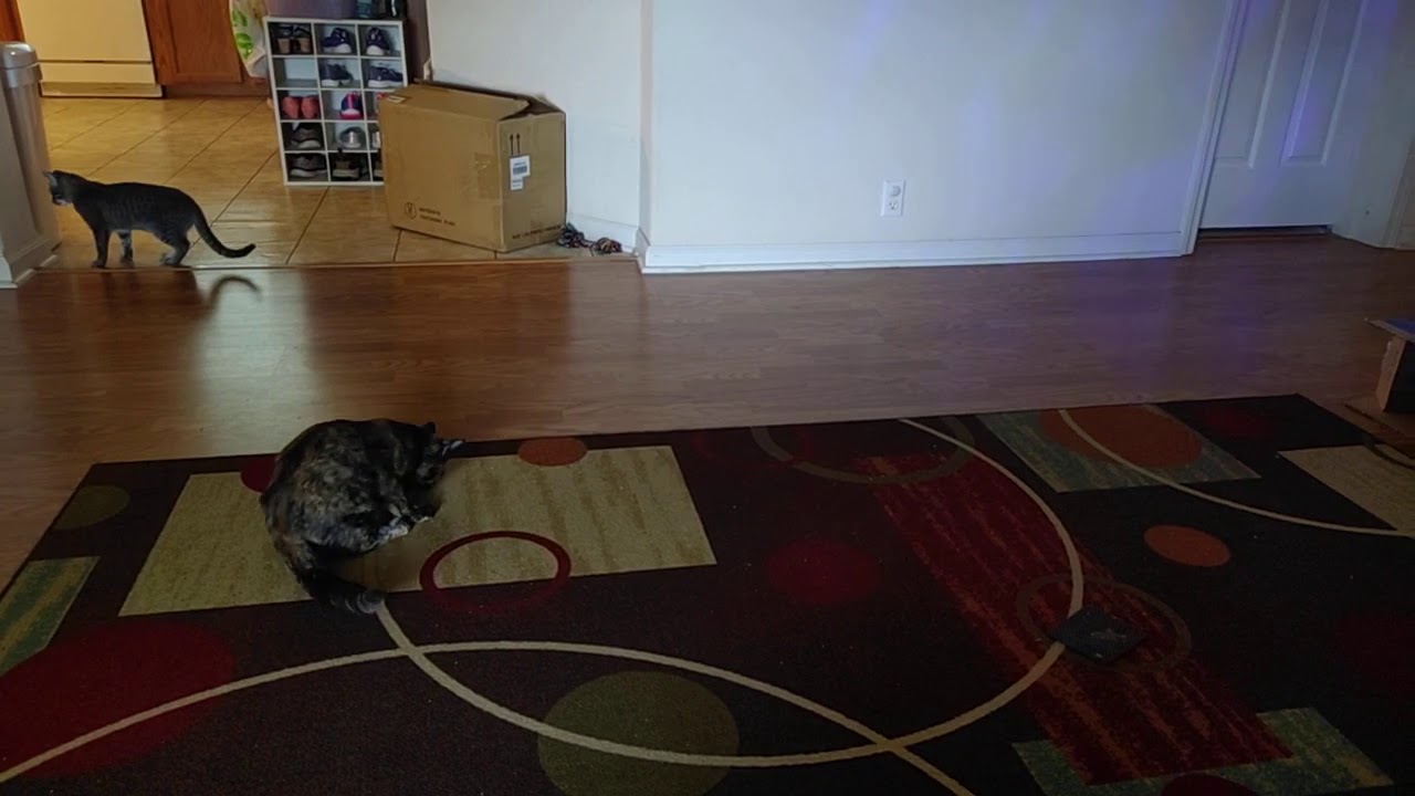 How to confuse a cat - YouTube