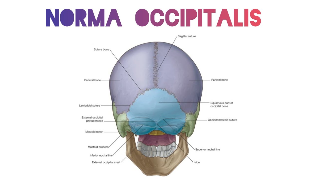 NORMA OCCIPITALIS 3d ANATOMY |ANATOMY OF NORMA OCCIPITALIS OF SKULL ...