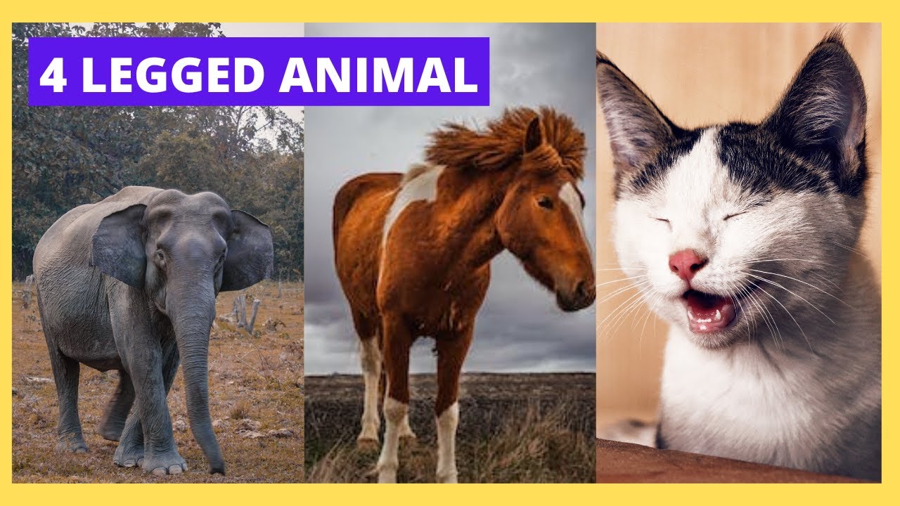 4 legged animal #animals #kidsanimalsvideos #subscribe - YouTube