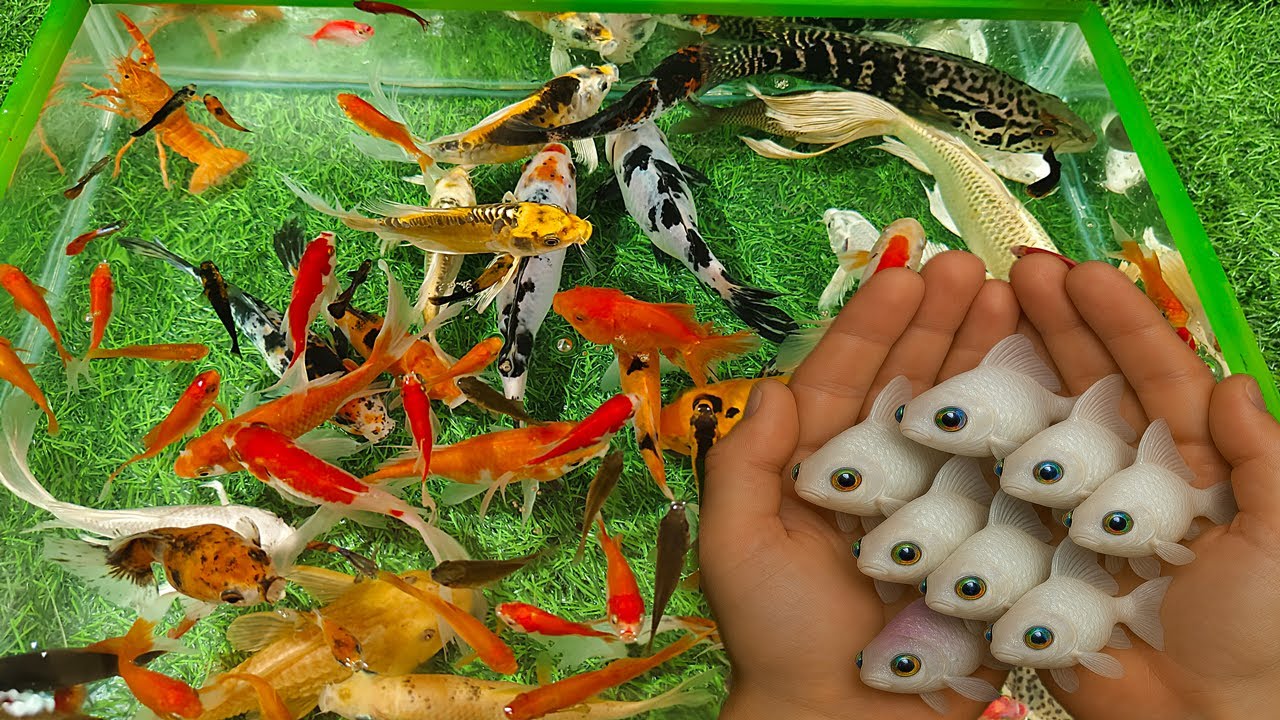 Unboxing Ikan Hias Warna Warni, Ikan Koi Slayer Platinum, Ikan Cupang ...