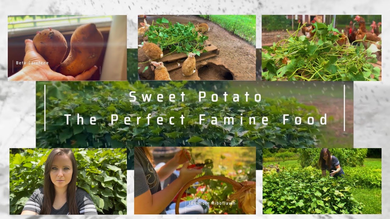 Sweet Potato: The Perfect Famine Food - YouTube