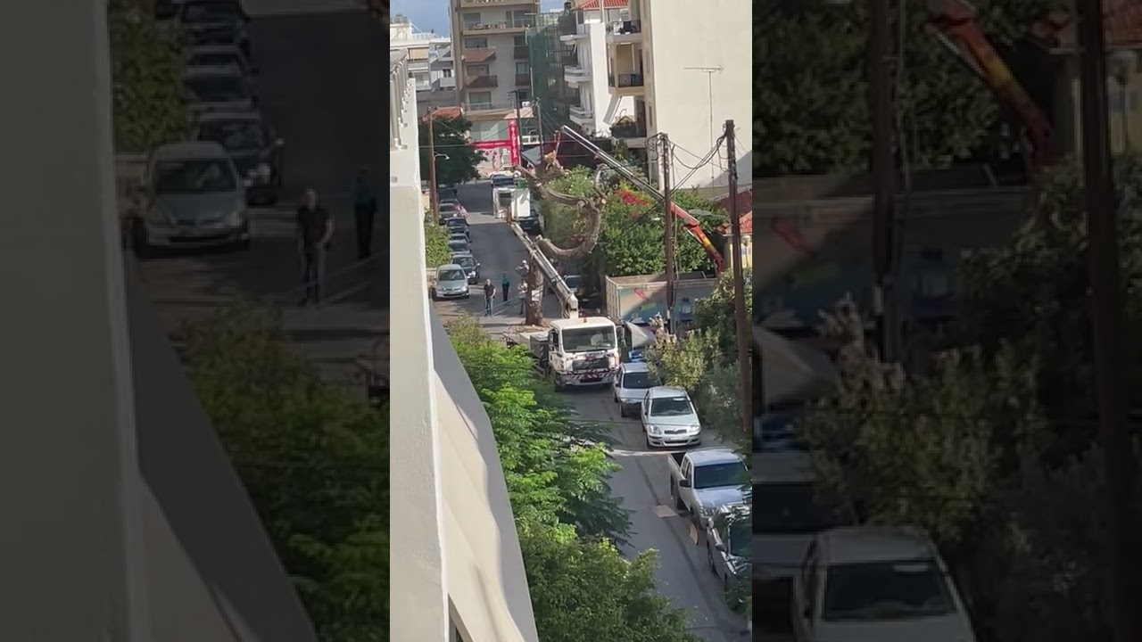 Έκοψαν το πεύκο στην οδό Λορέντζου Μαβίλη - YouTube
