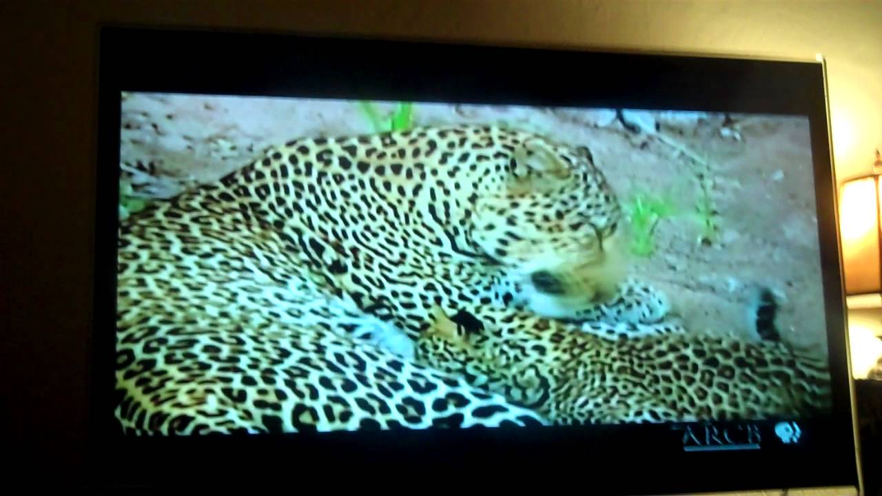 Cute fat cat watching baby Leopards on TV -HD - YouTube
